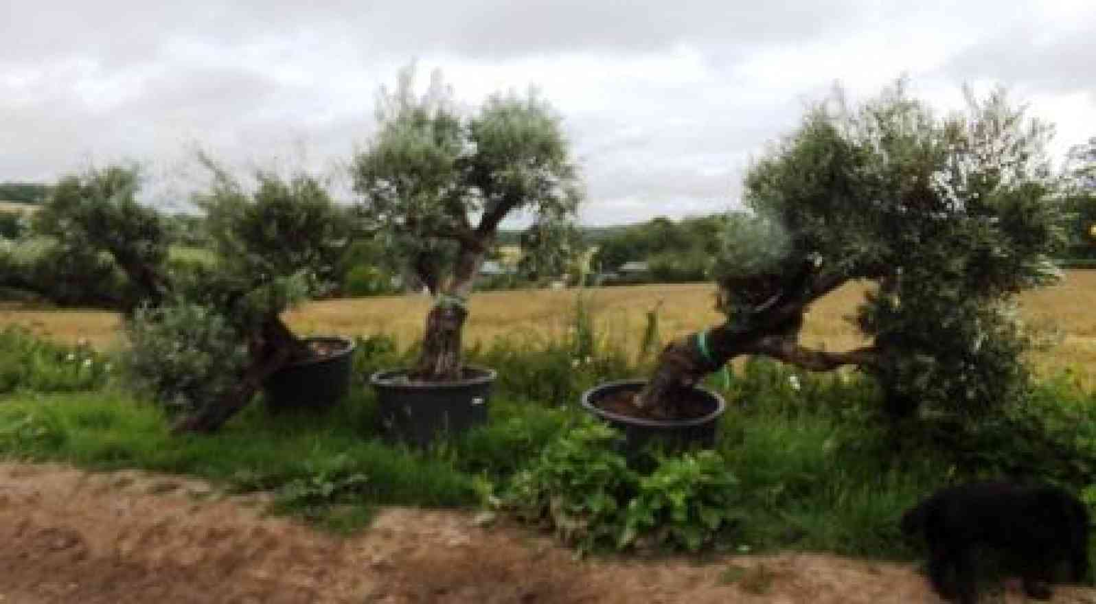 olive tree leaning - Posterity